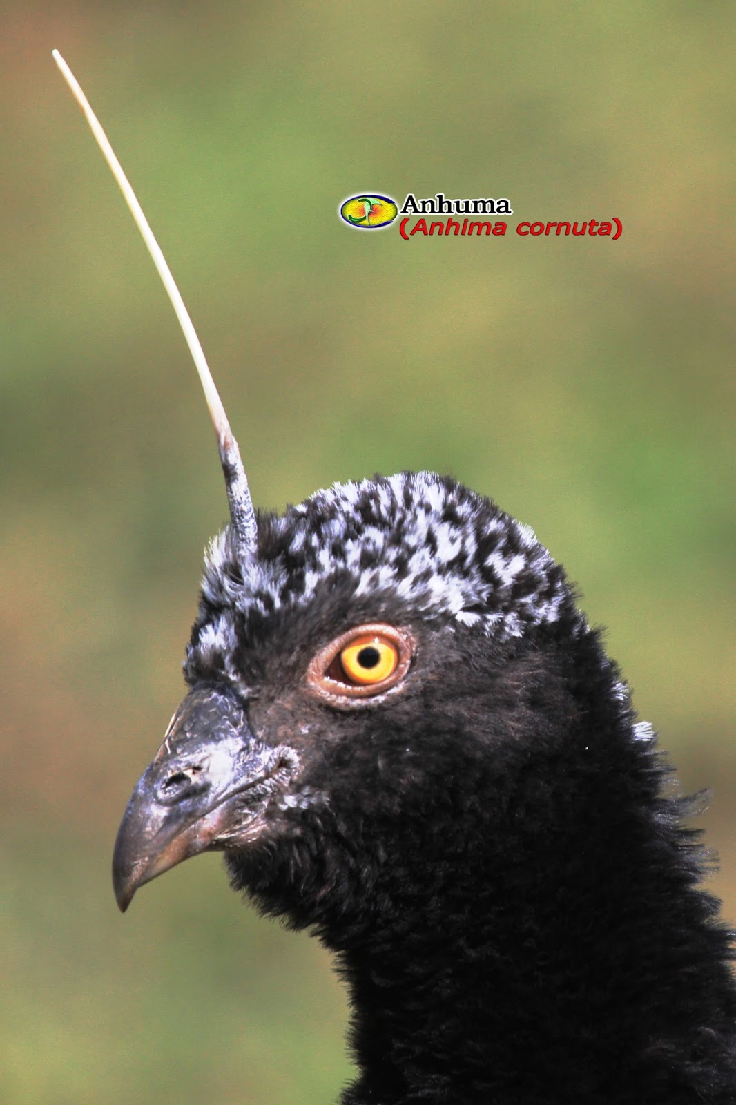 Zoologia: Anhuma (Anhima cornuta)